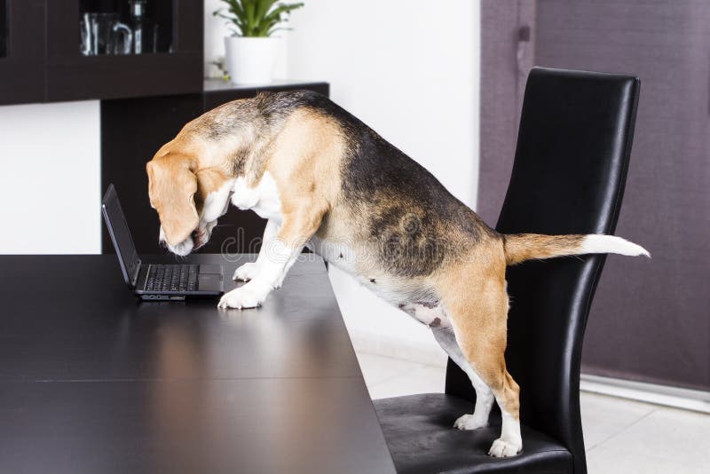 Dog using a computer stock image. Image of searching - 23266415