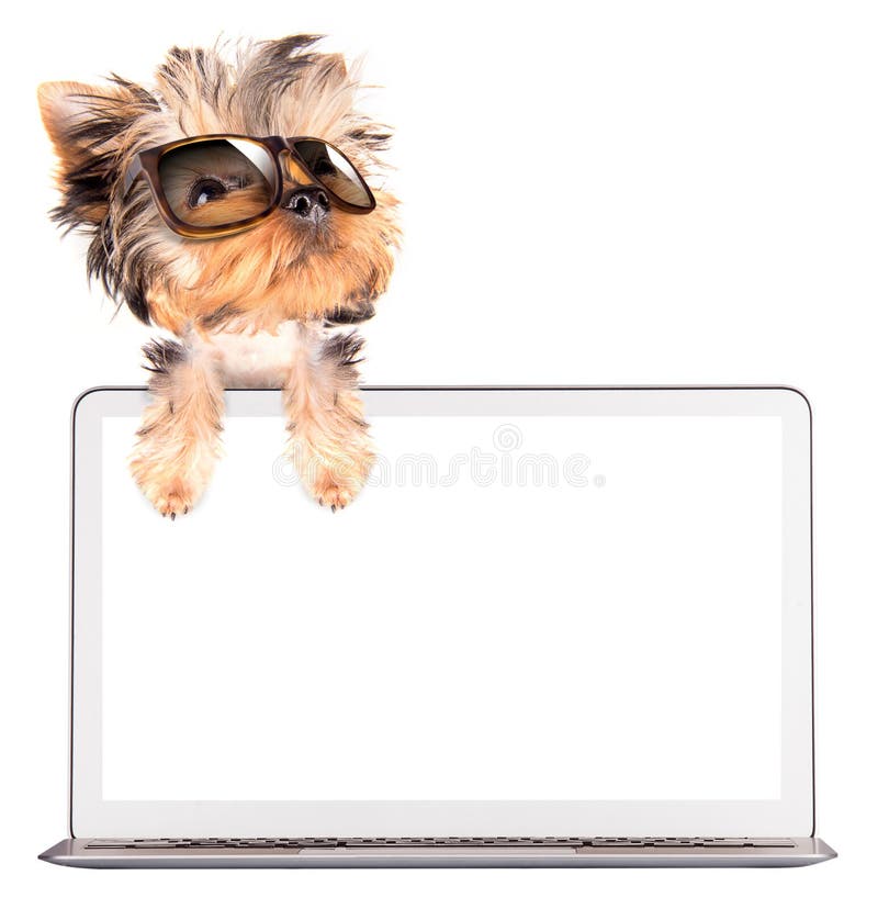 Dog using a computer stock image. Image of tablet, screen - 36099843
