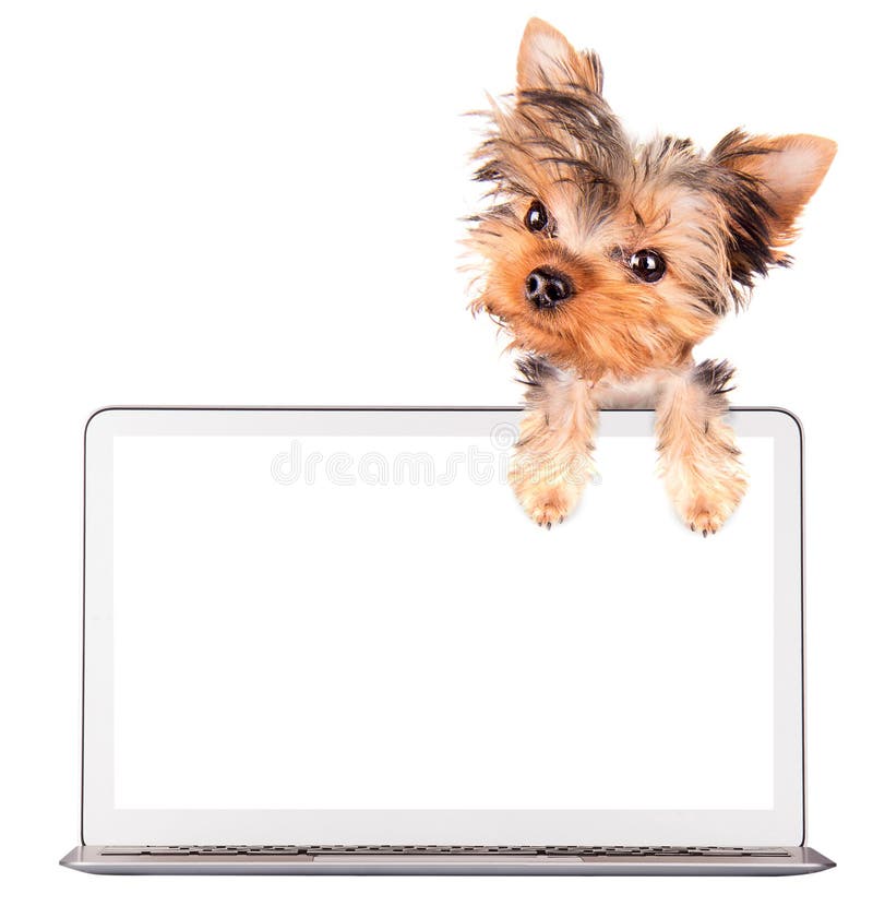 Dog using a computer stock image. Image of canine, screen - 36049187