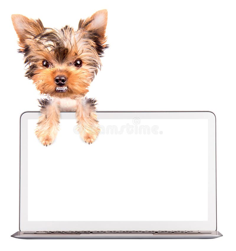 Dog using a computer stock image. Image of funny, computer - 36049091