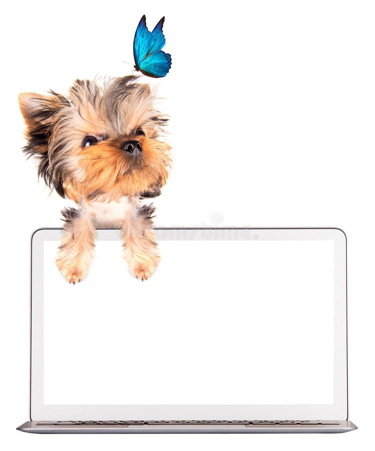 Dog using a computer stock photo. Image of hacker, canine - 36049142