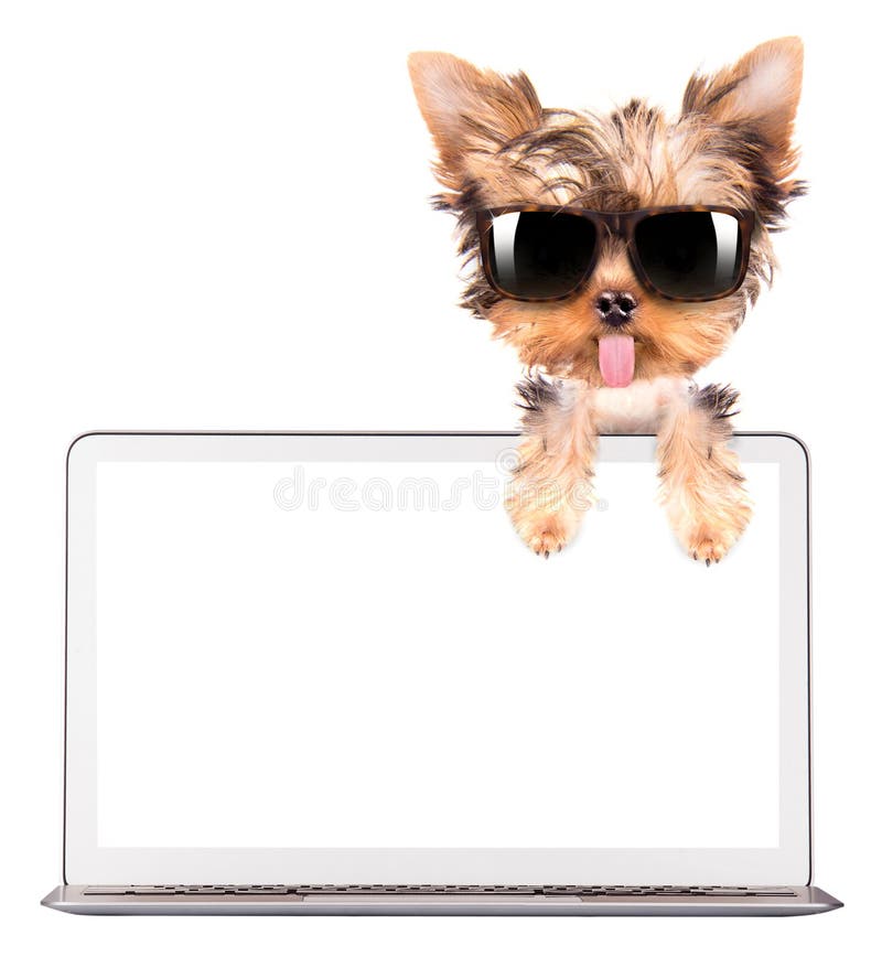 Dog using a computer stock image. Image of tablet, screen - 36099843