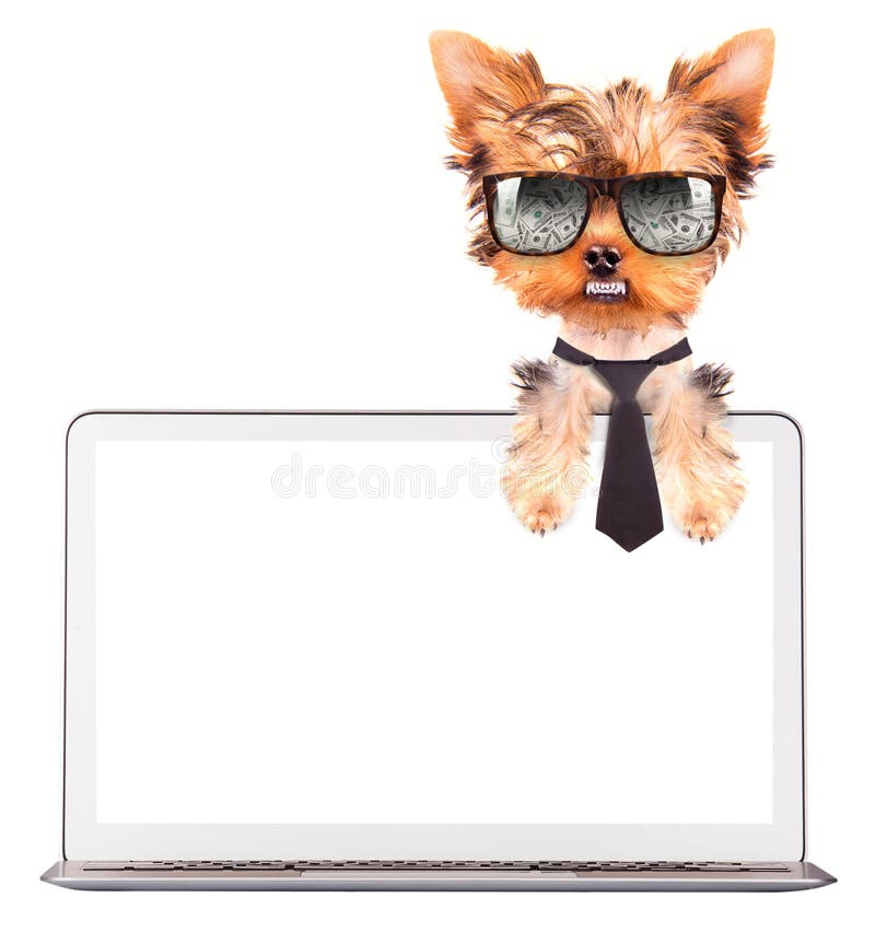 Dog using a computer stock photo. Image of hacker, canine - 36049142