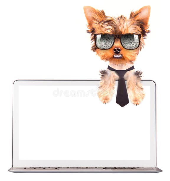 Dog using a computer stock image. Image of puppy, comical - 37437075