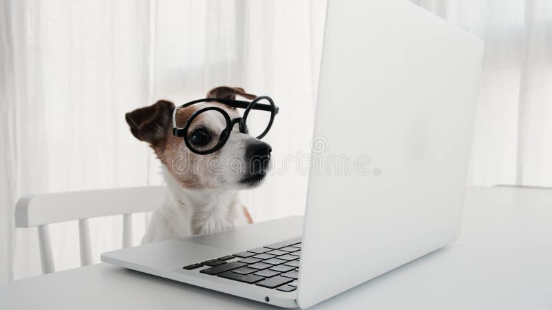 Dog Using Computer in Nerd Glasses Laptop Keyboard Stock Footage ...