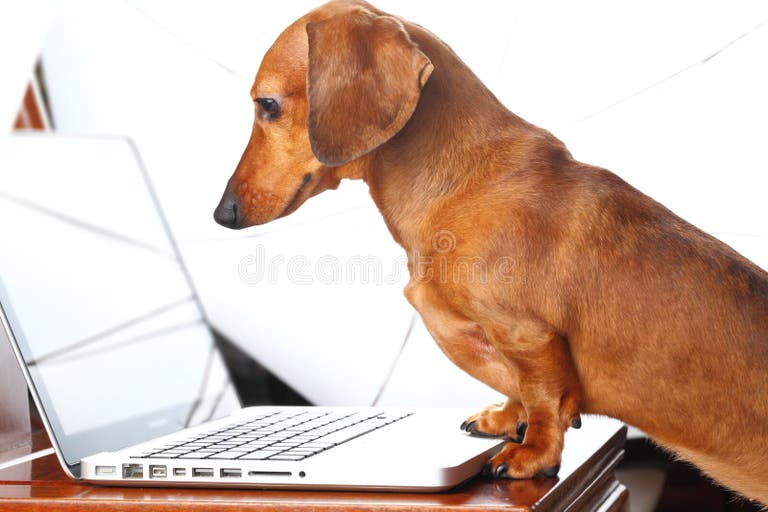 Dog using laptop stock photo. Image of internet, computer - 23733760