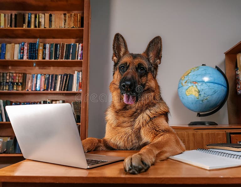 Dog using laptop computer stock photo. Image of animal - 357267410