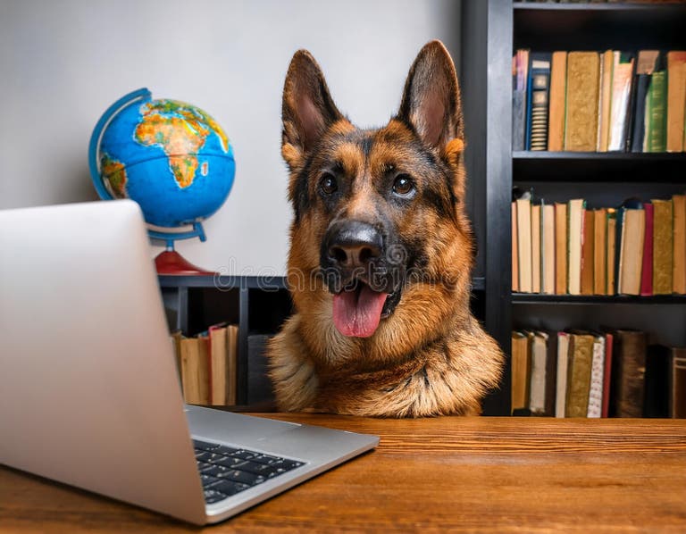 Dog using laptop computer stock image. Image of books - 357267423