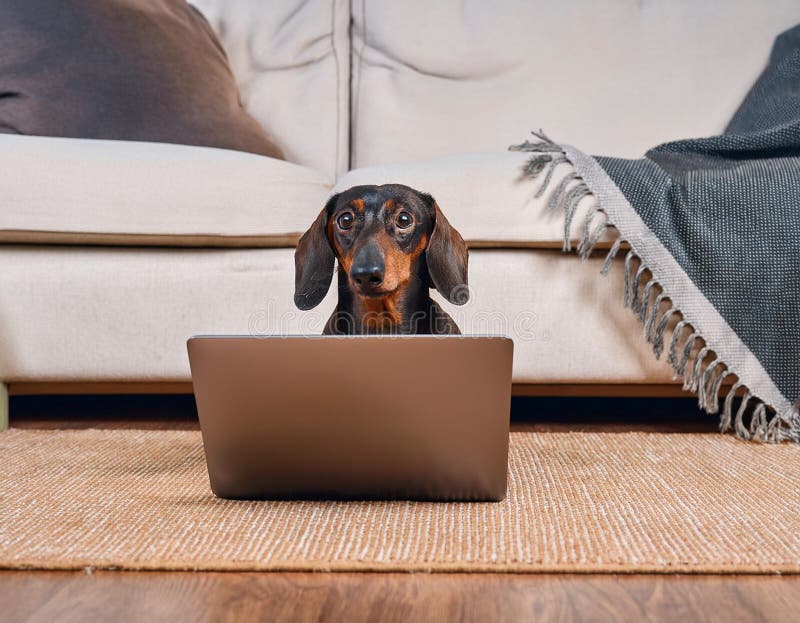 Dog using laptop computer stock photo. Image of cute - 357311660