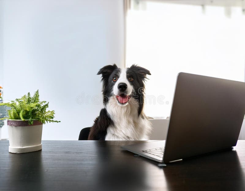 Dog using laptop computer stock image. Image of cute - 357311897