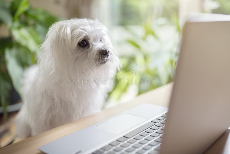 Dog using laptop computer stock image. Image of lazy - 209196235