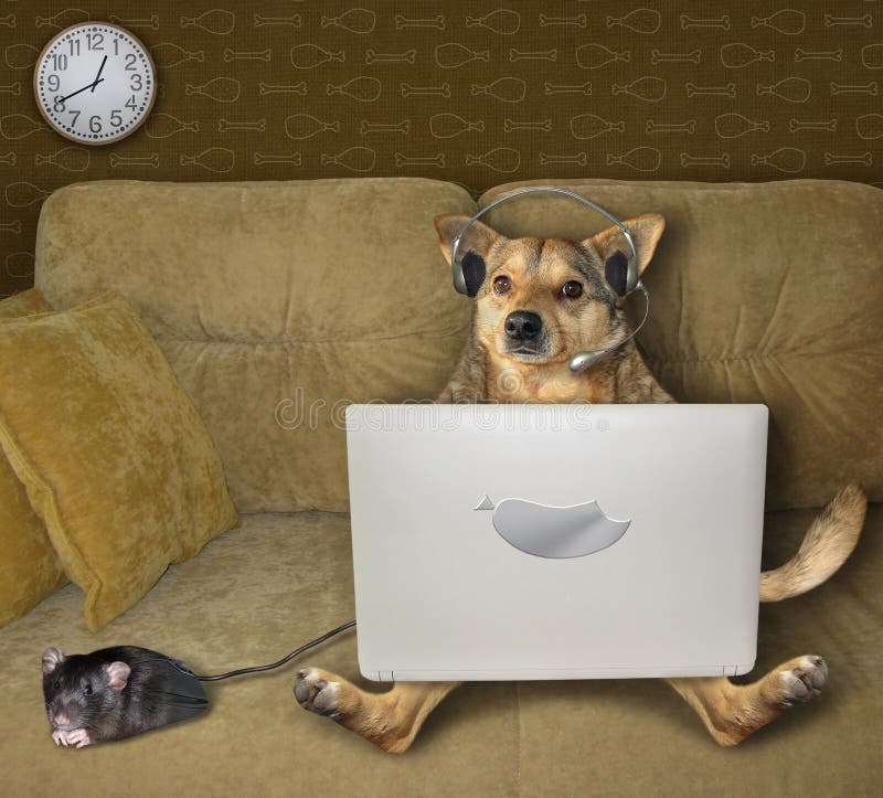 Dog using laptop on sofa stock photo. Image of internet - 188429570