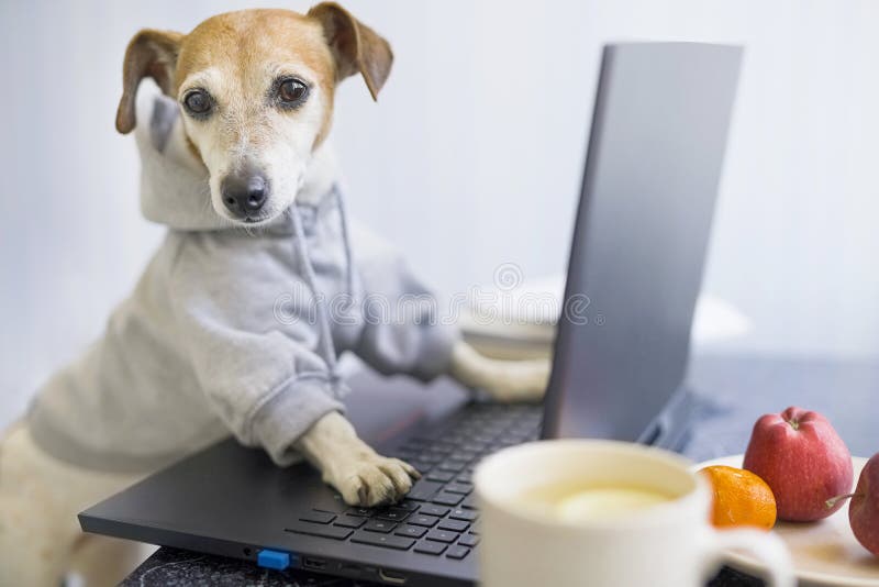 Dog Using Laptop Work Remotely. Stock Photo - Image of concept ...