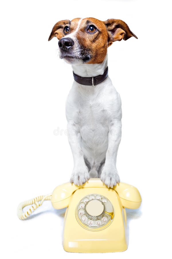 Dog using a yellow phone stock photo. Image of advertising - 23266176