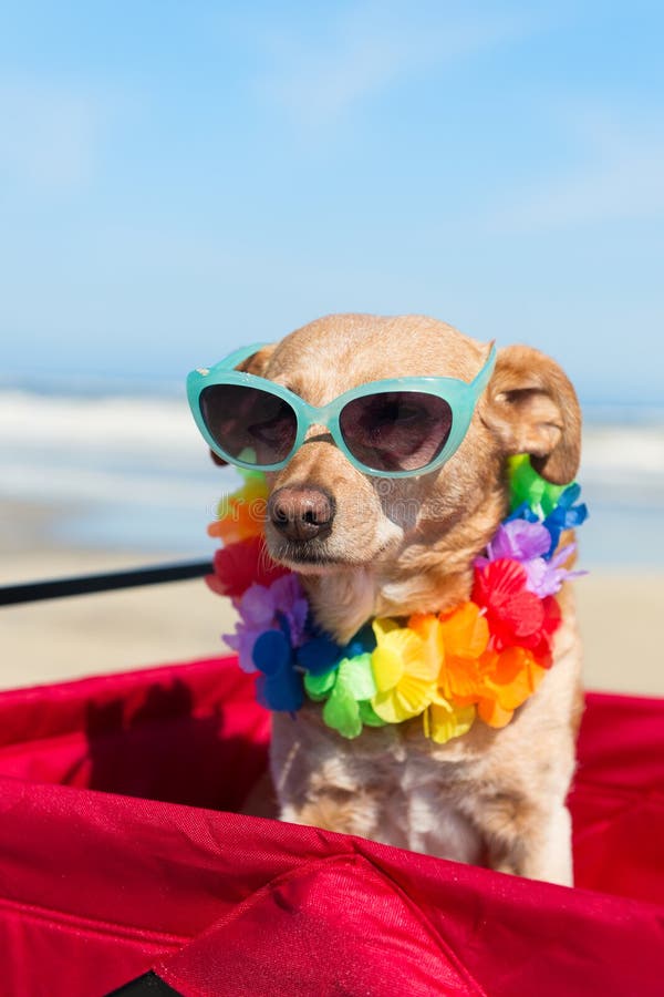 Dog on vacation at beach stock photo. Image of water - 55920842