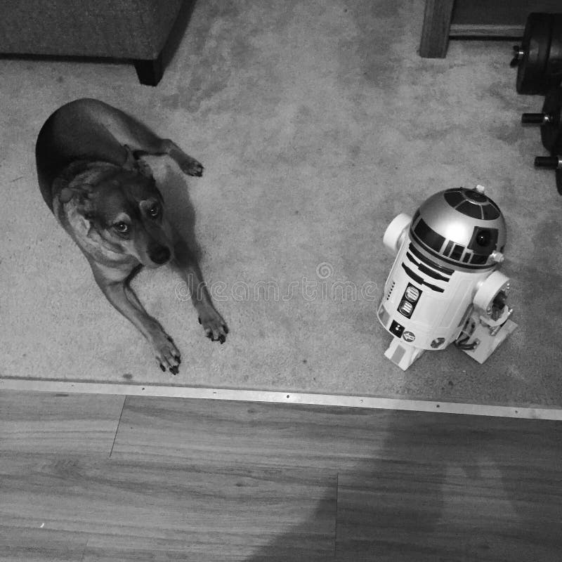 Dog Versus R2-D2 editorial image. Image of white, robot - 84508885