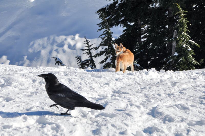 Dog versus Raven stock photo. Image of raven, feather - 63300600