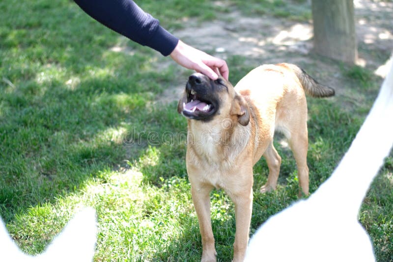 Dog stock image. Image of good, person, carnivore, mammal - 187164351