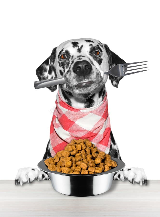 Dog is Very Hungry and is Going To Eat Stock Photo - Image of mammal ...
