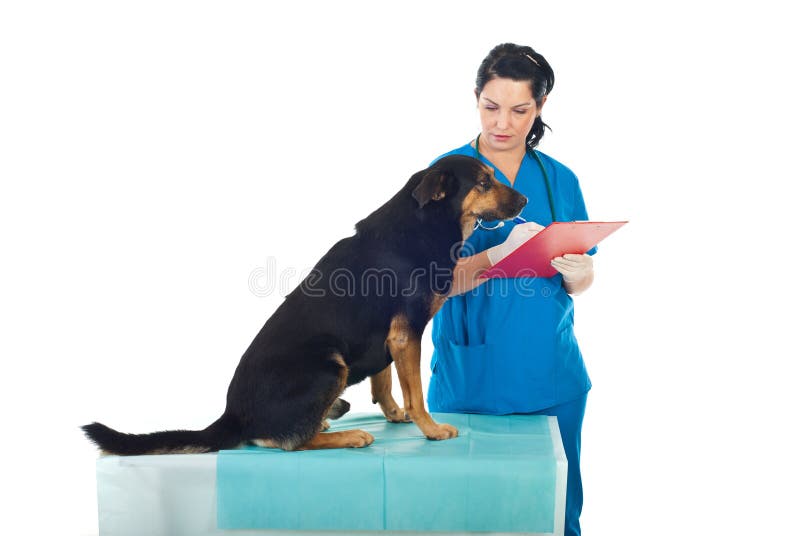 Dog at vet stock photo. Image of care, look, health, friendly - 17050416