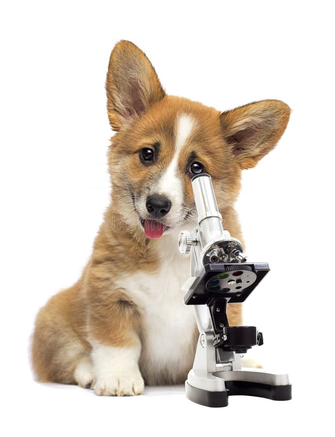 Dog vet and microscope stock photo. Image of corgi, doctor - 150221840