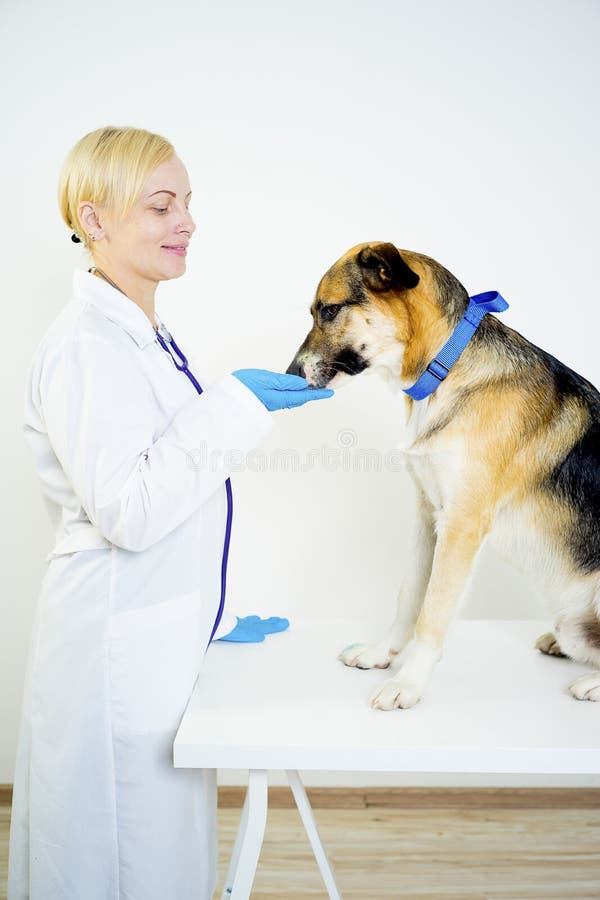 Dog at a vet stock image. Image of animals, breed, happy - 103218947
