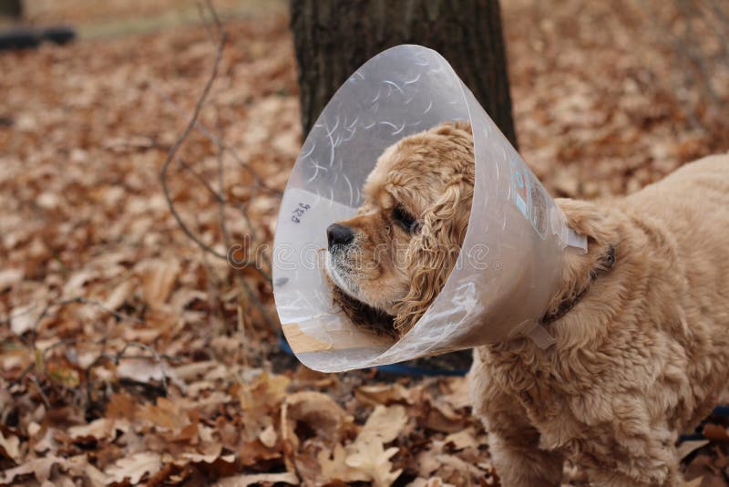 A Dog in a Veterinary Collar Stock Image - Image of white, green: 170263381