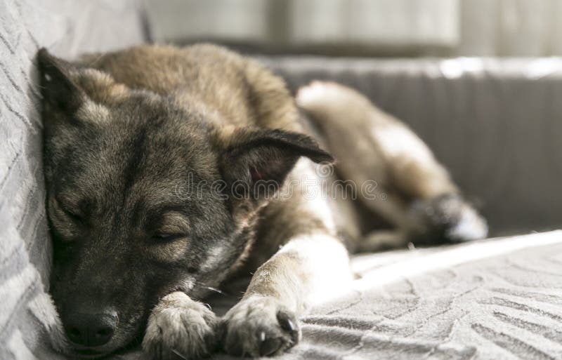 105 Jackal Dog Breed Stock Photos - Free & Royalty-Free Stock Photos ...