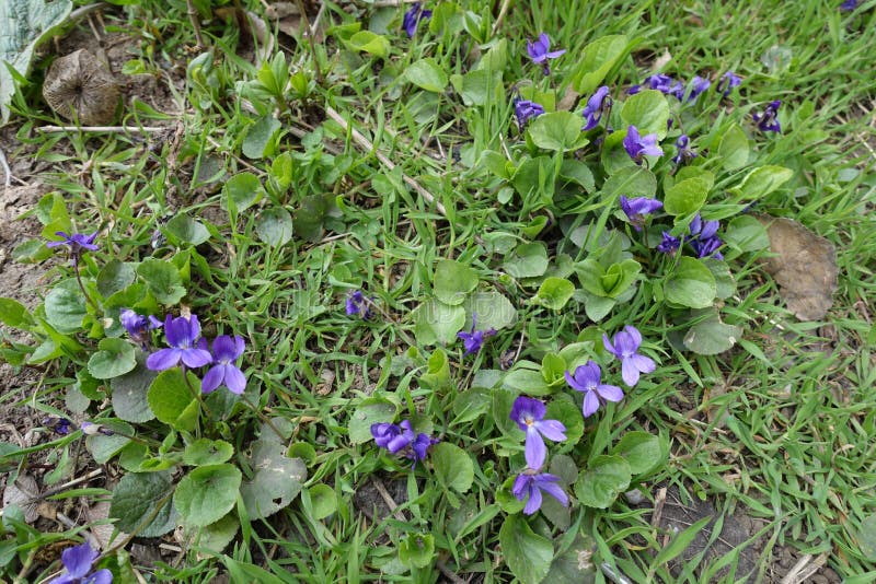 Dog-violets with Purple Flowers in March Stock Photo - Image of common ...