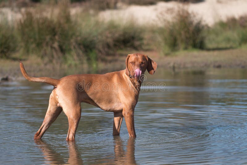 Dog, Vizsla, Hungarian Pointer, Standing in Water Stock Image - Image ...
