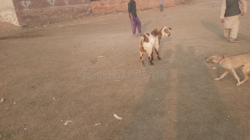 Dog vs Goat stock photo. Image of goat, puppy, photograph - 219705940