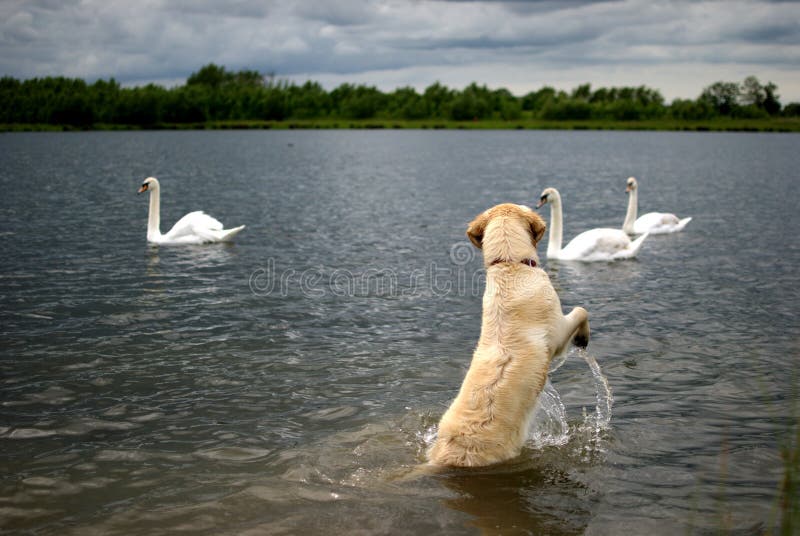 Dog vs swans stock image. Image of summer, headof, hair - 40651743
