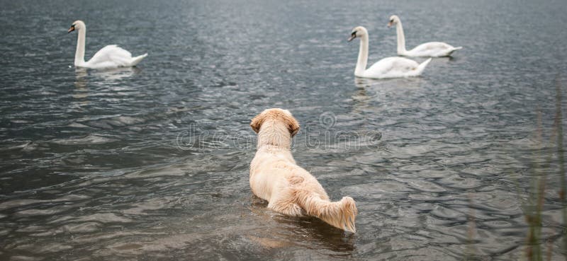 Dog vs swans stock photo. Image of labrador, headof, labradoodle - 40651748