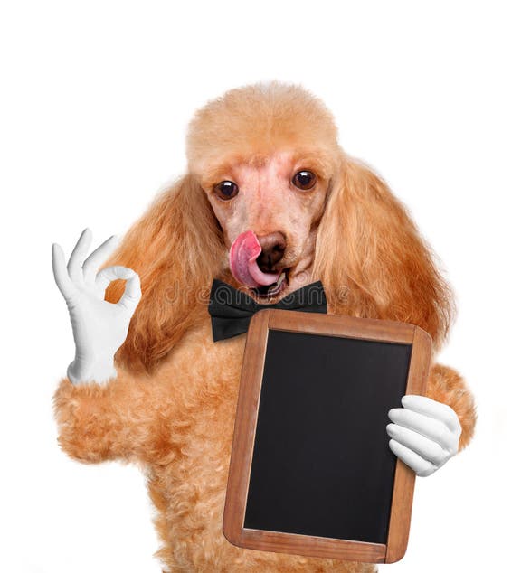 Dog waiter stock image. Image of lick, diet, puppy, isolated - 39013257