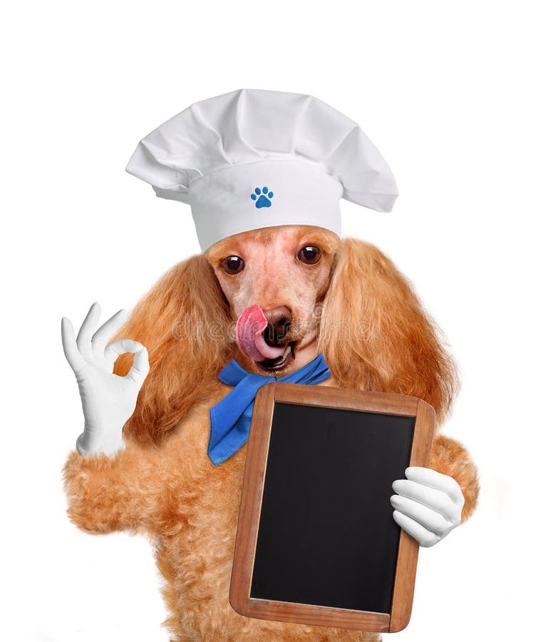 Dog Waiter with Wine stock photo. Image of copy, concept - 48608444