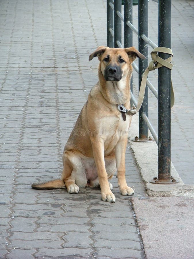 Dog waiting stock photo. Image of fence, collar, erect - 129648