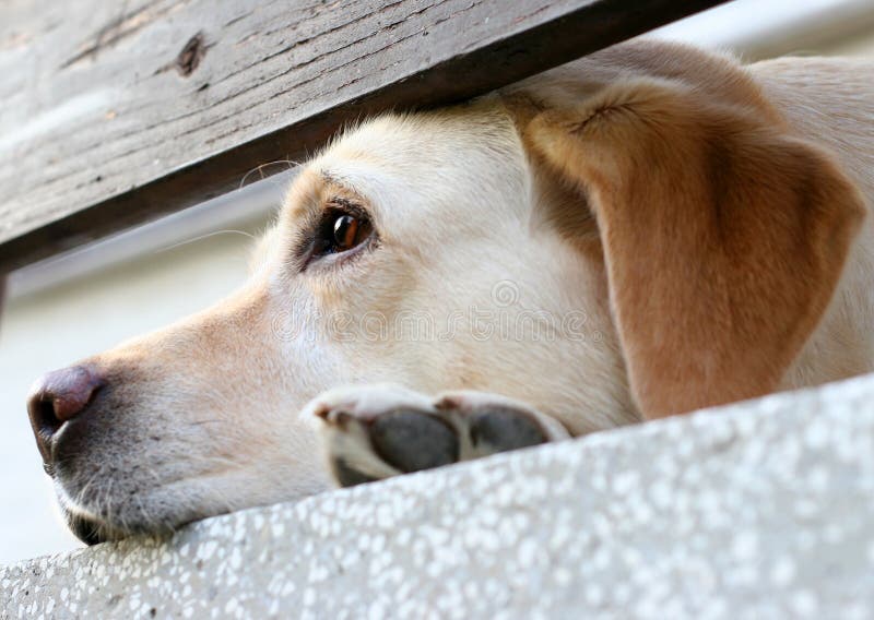 Dog Waiting stock image. Image of look, lazy, contemplate - 1547203