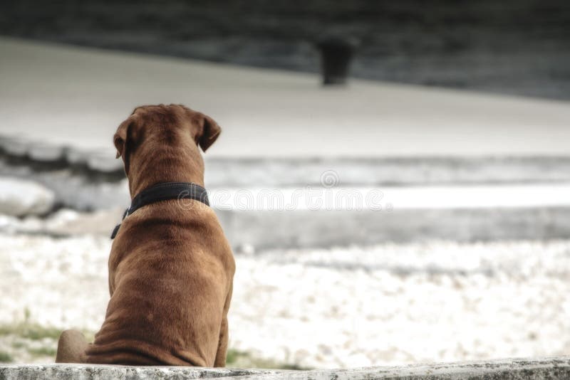 Dog waiting stock photo. Image of golden, cute, dogs - 84309104