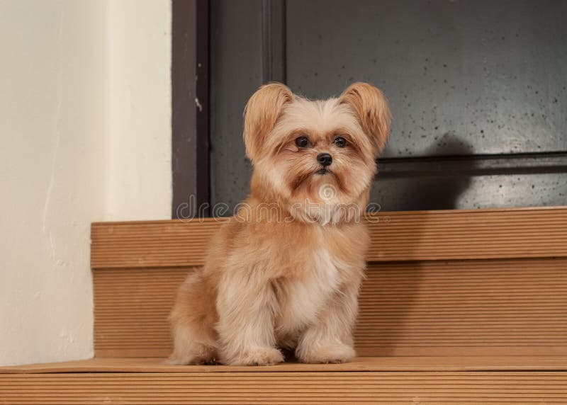 Dog Waiting stock image. Image of happiness, animal, full - 51697081