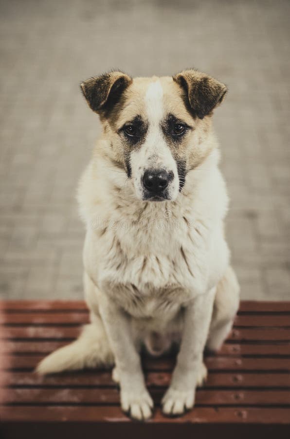 Dog waiting for a host stock photo. Image of outdoor - 49178174