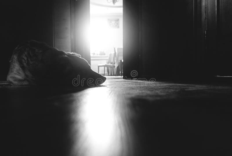 The Dog is Waiting for the Hosts. B/W Photo Stock Photo - Image of ...