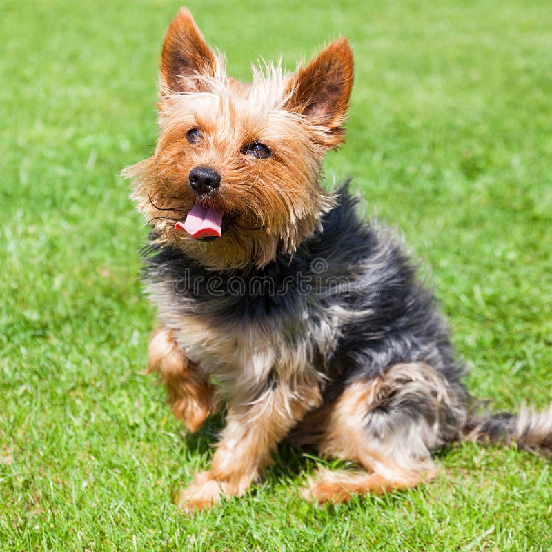 The Dog is Waiting for Instructions. Stock Photo - Image of terrier ...