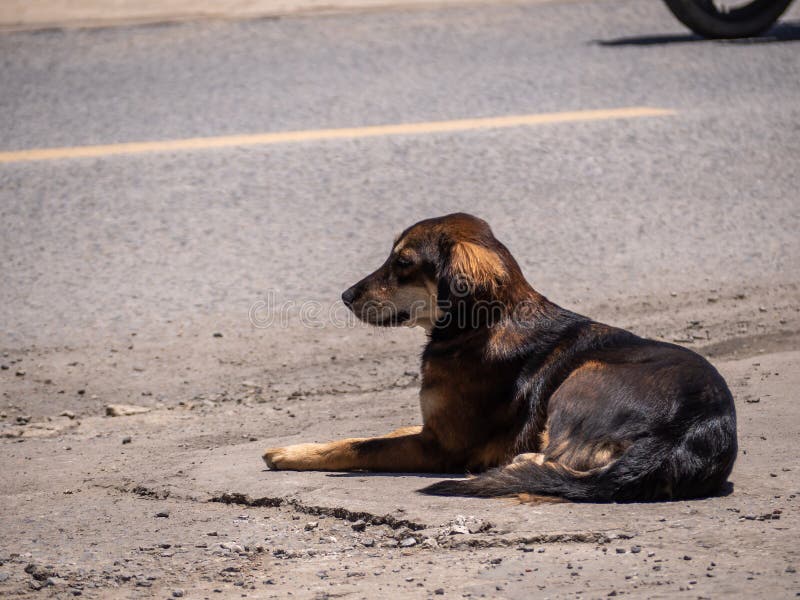 Dog is Waiting for Its Owner on the Side of the Road Stock Image ...
