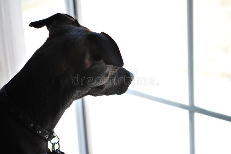 Dog waiting for owner stock image. Image of window, owner - 43523697