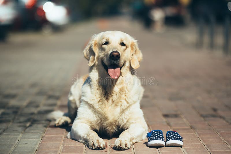 Dog waiting for the owner stock photo. Image of white - 81173864