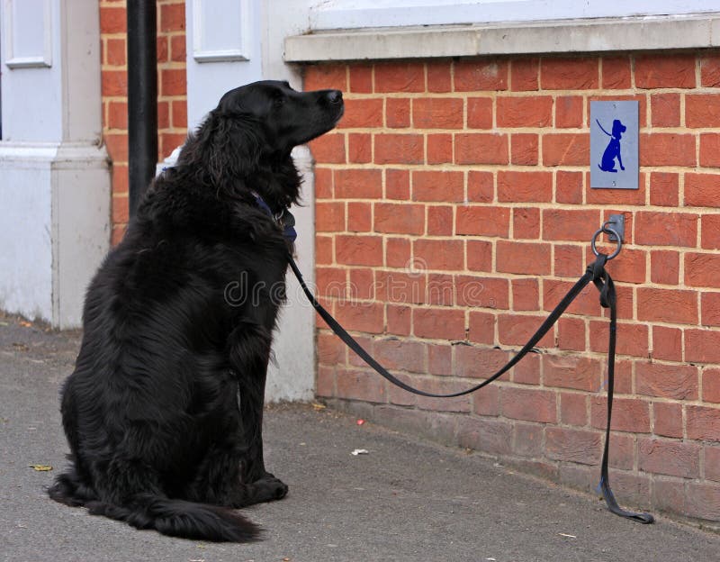 Dog Waiting Patiently stock photo. Image of beautiful - 10837906