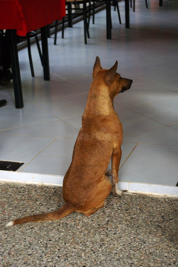 Dog waiting patiently. stock photo. Image of comfortable - 39477108