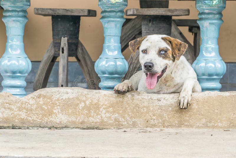 Dog waiting for something stock image. Image of macro - 77616851