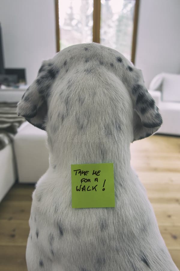Dog Waiting for a Walk, Post-it Stock Photo - Image of stroll, waiting ...