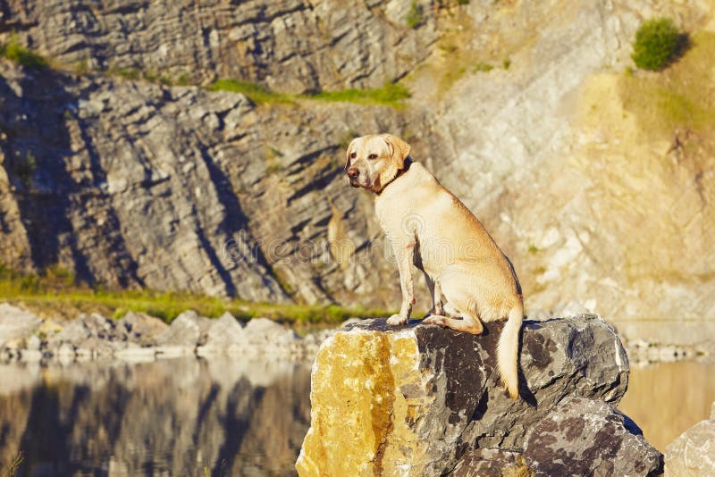 Dog in waiting stock photo. Image of adorable, labrador - 56598622